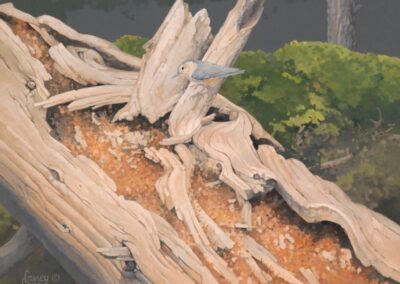 SAA 2024 Wildlife Wonders Exhibition Gallery - The Society of Animal ...