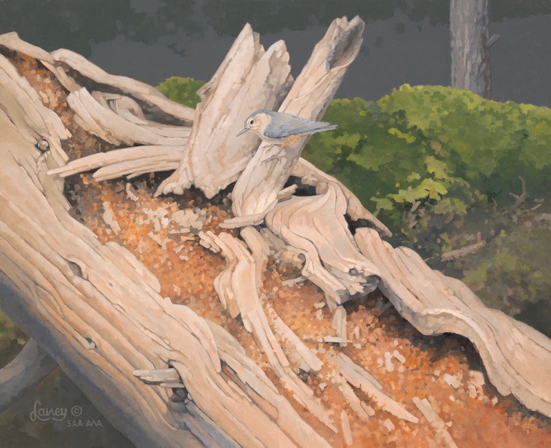 SAA 2024 Wildlife Wonders Exhibition Gallery - The Society of Animal ...