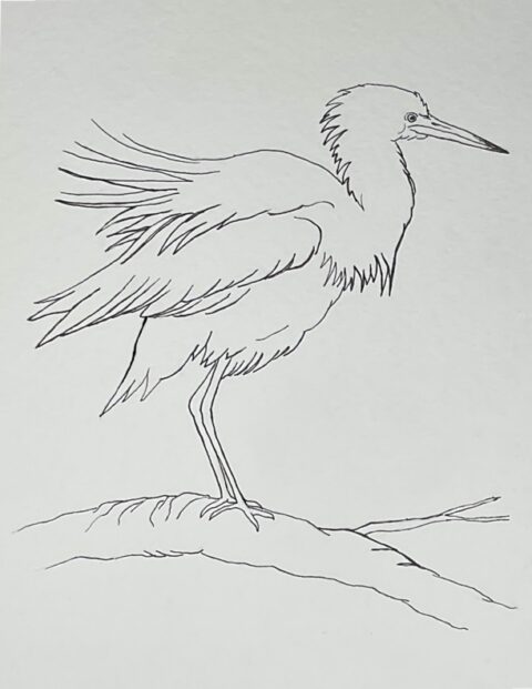 Free Coloring Pages - The Society of Animal Artists