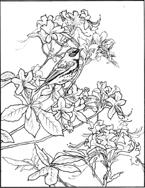 Free Coloring Pages - The Society of Animal Artists