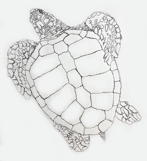 Free Coloring Pages - The Society of Animal Artists